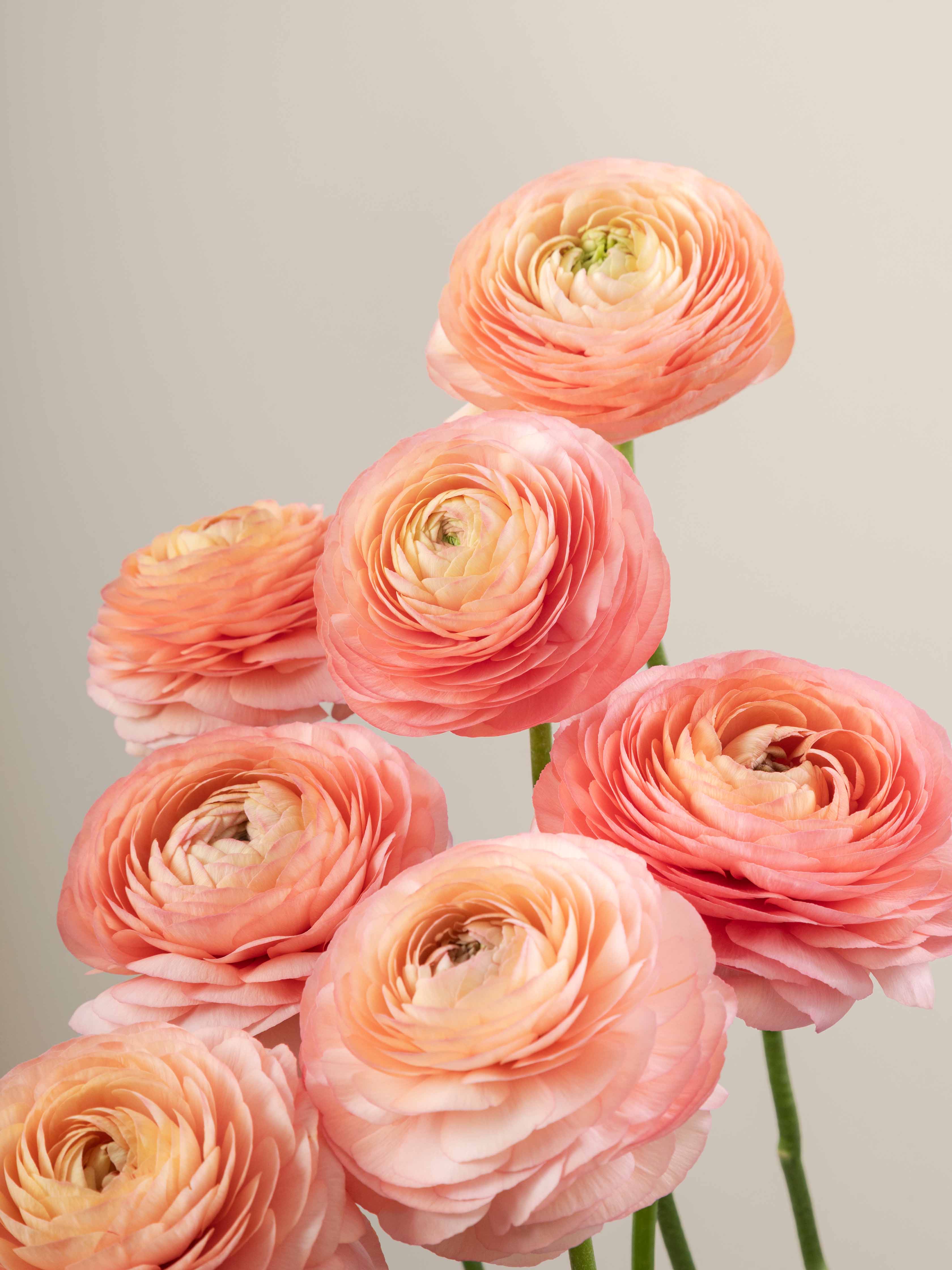 Ranúnculo Salmone Box – Rosaprima Ecuador