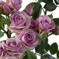 Spray Roses Lavender Box – Rosaprima Ecuador