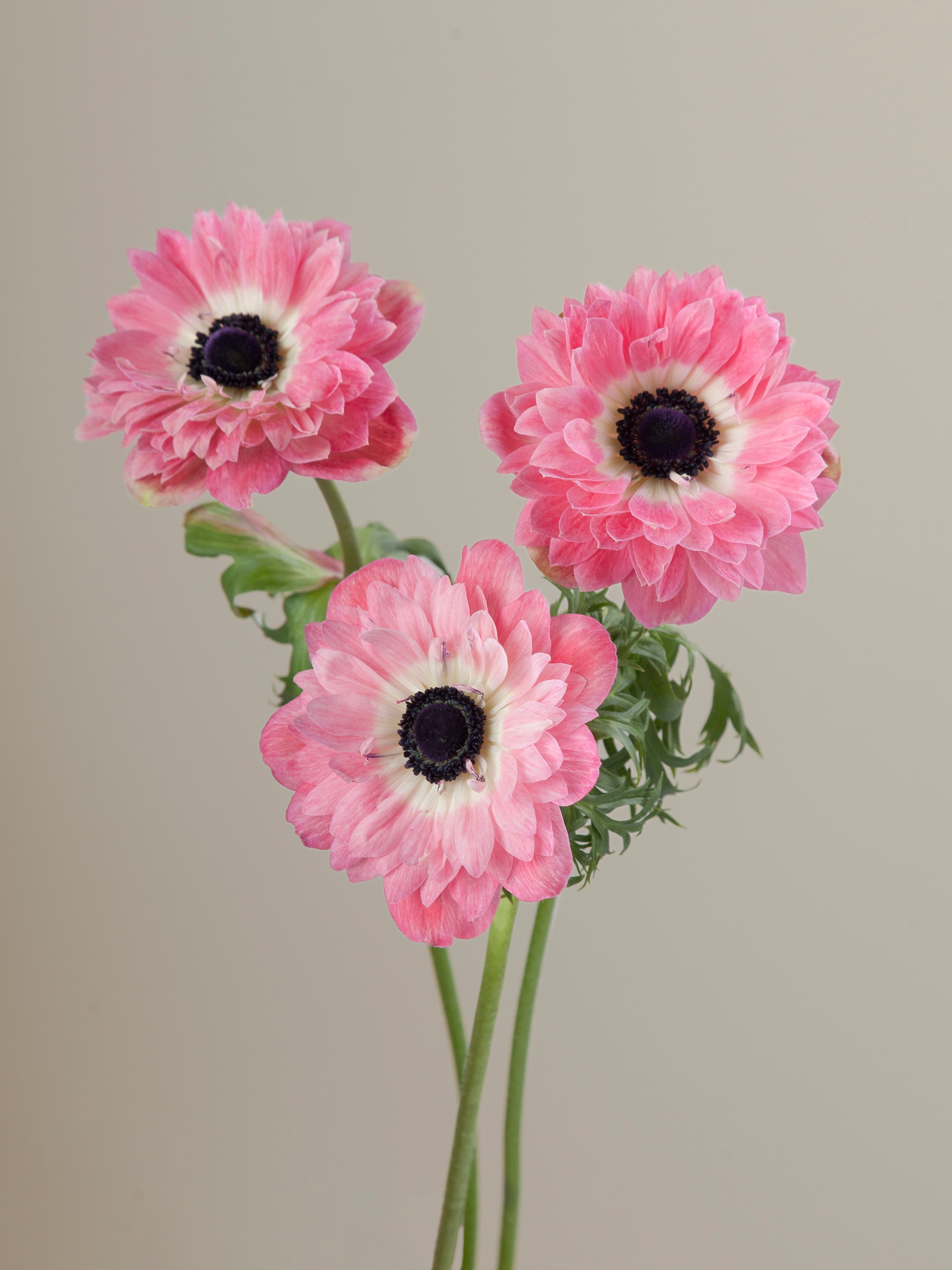 Anémonas Levante Rosa – Rosaprima Ecuador