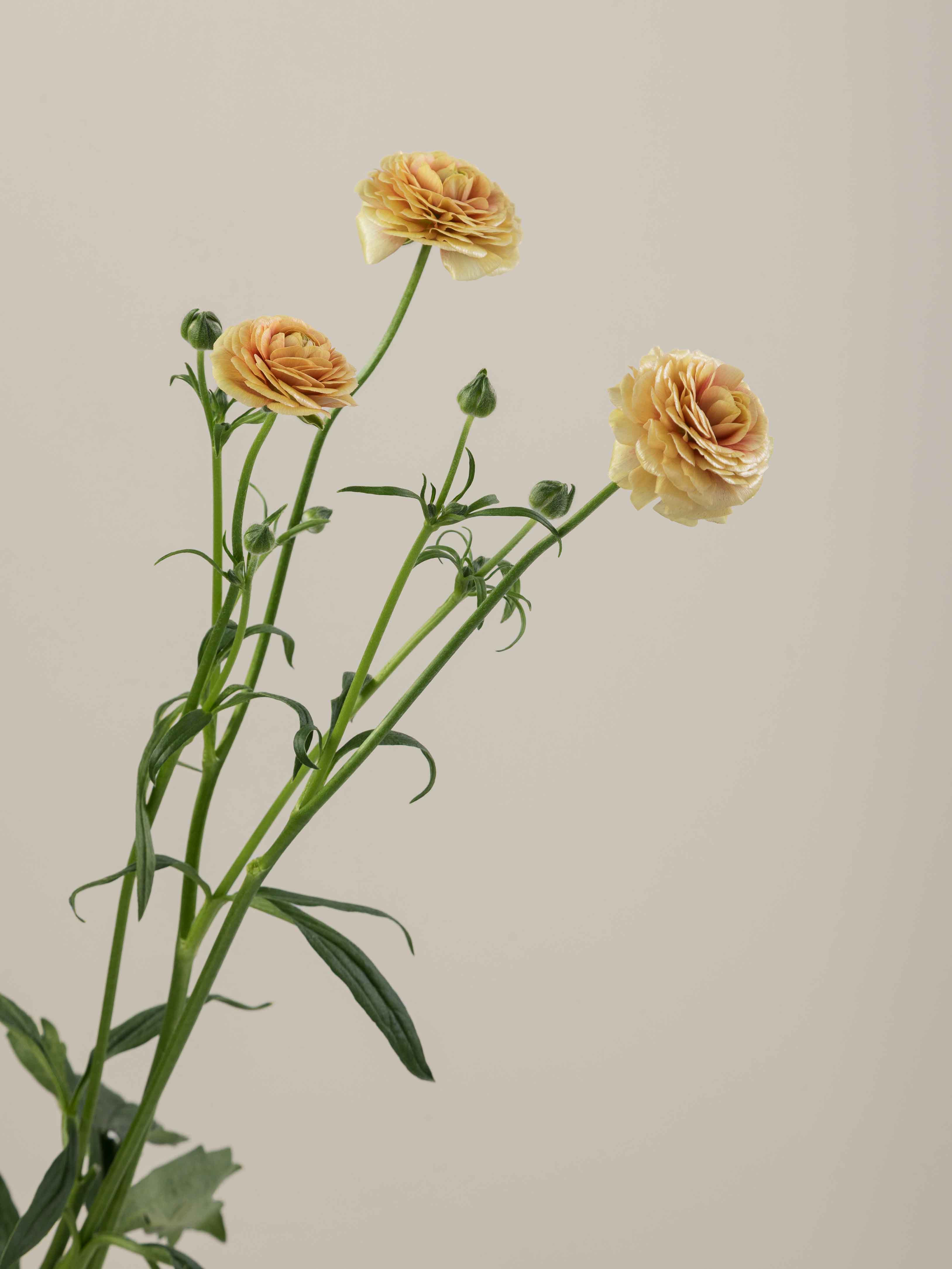 Natura Moderna Miele – Rosaprima Ecuador