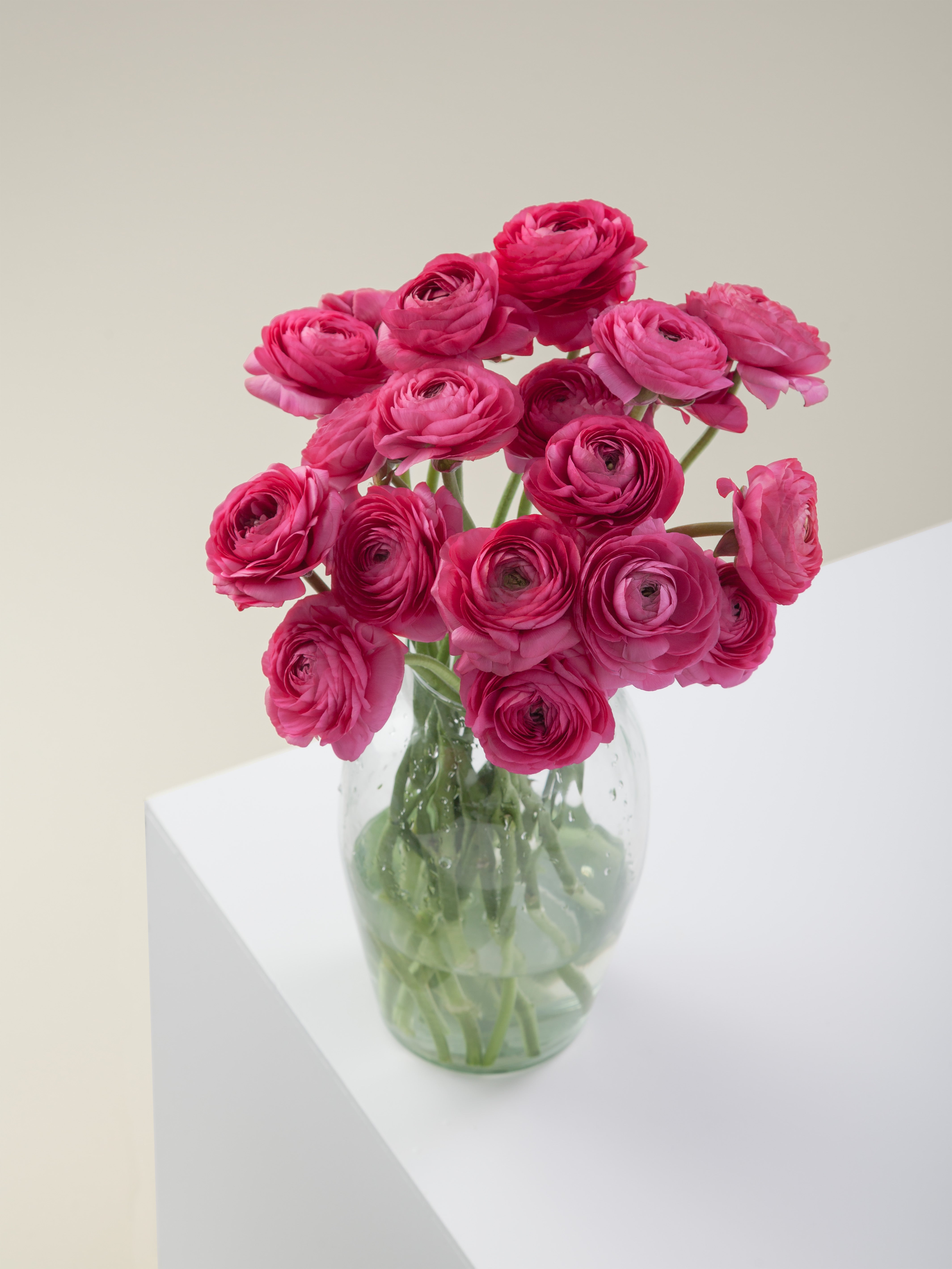 Flor de verano Ranúnculos Rosa Box – Rosaprima Ecuador