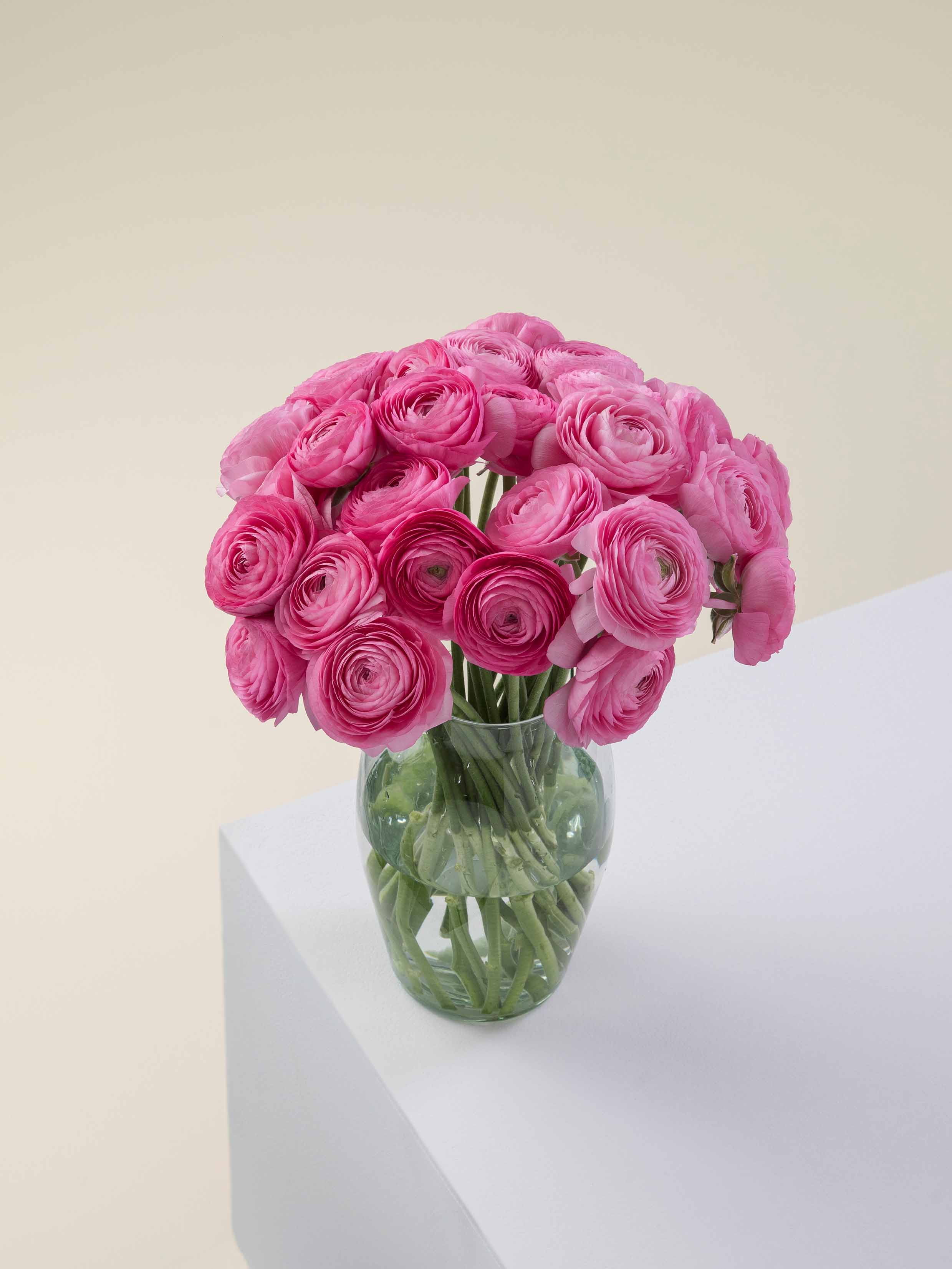 Flor de verano Ranúnculos Rosa Box – Rosaprima Ecuador