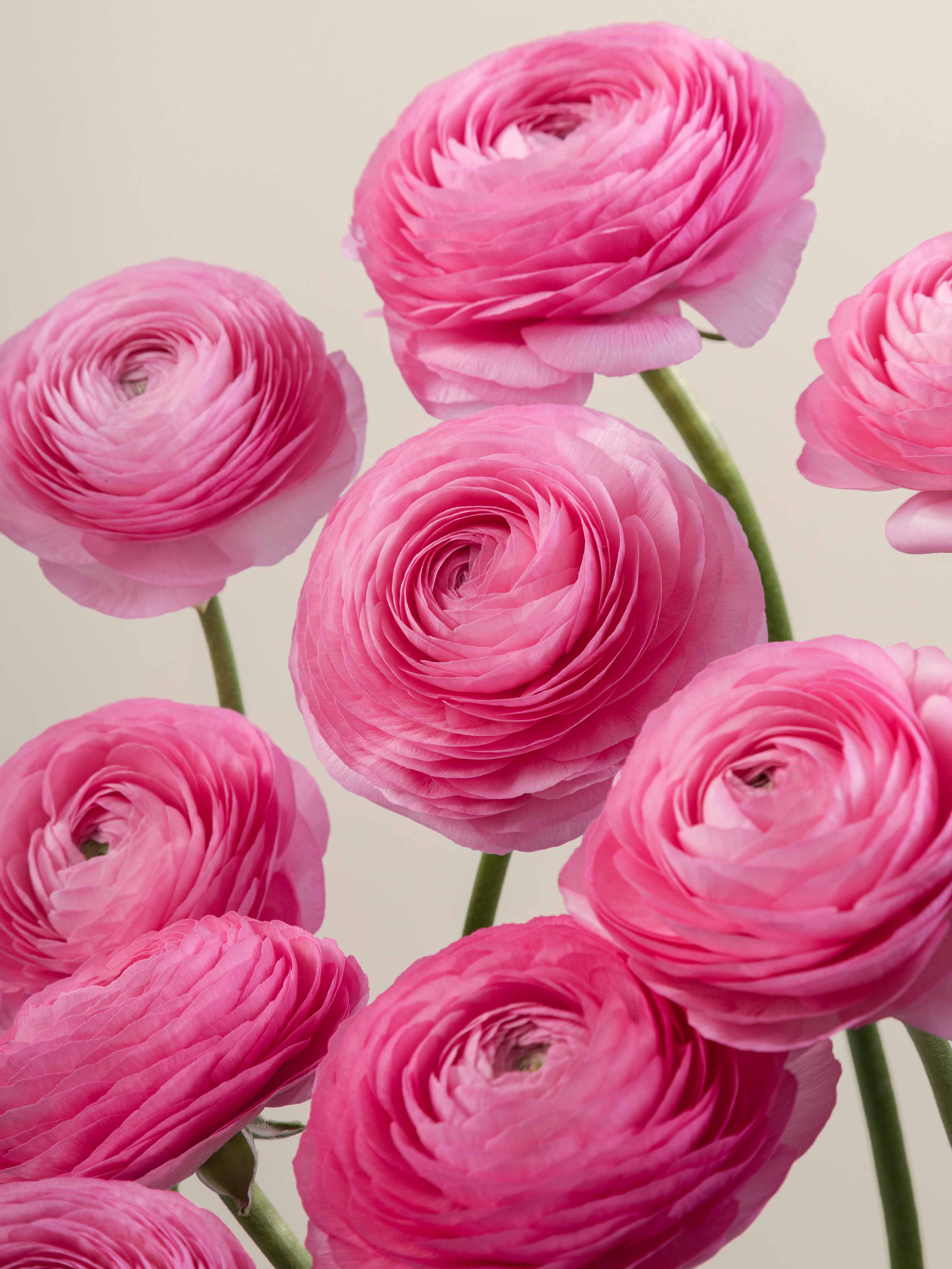 Flor de verano Ranúnculos Rosa Box – Rosaprima Ecuador