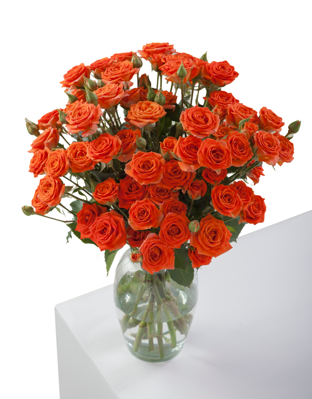 Spray Roses – Rosaprima Ecuador