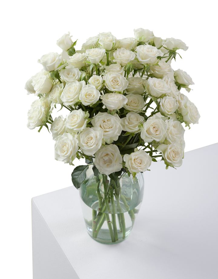 Spray Roses – Rosaprima Ecuador