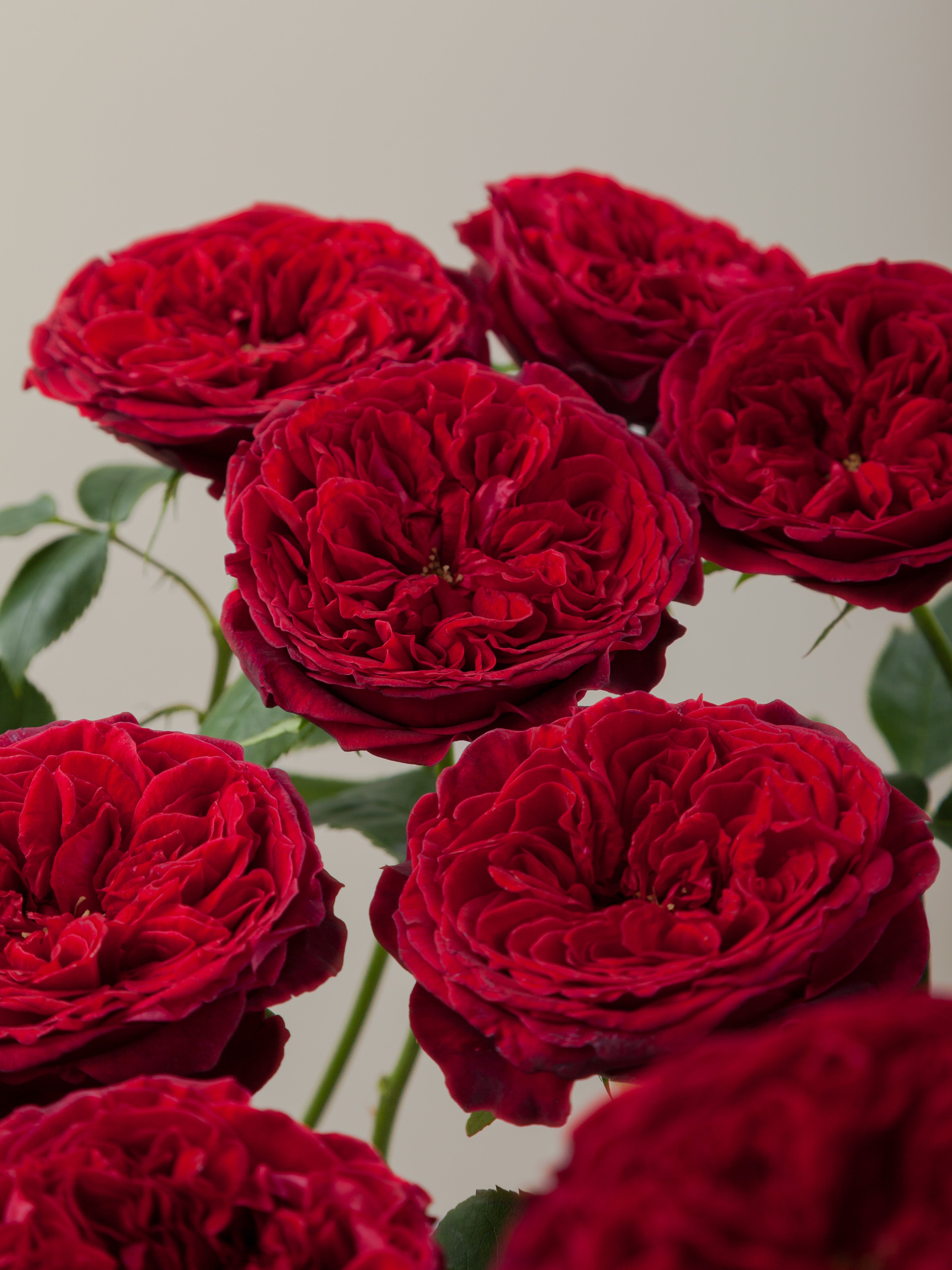 Tess Box Rosaprima – Rosaprima Ecuador