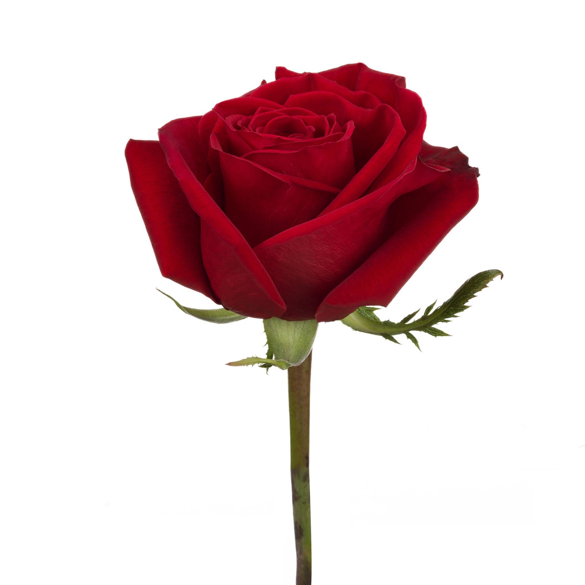 Red Box Rosaprima – Rosaprima Ecuador