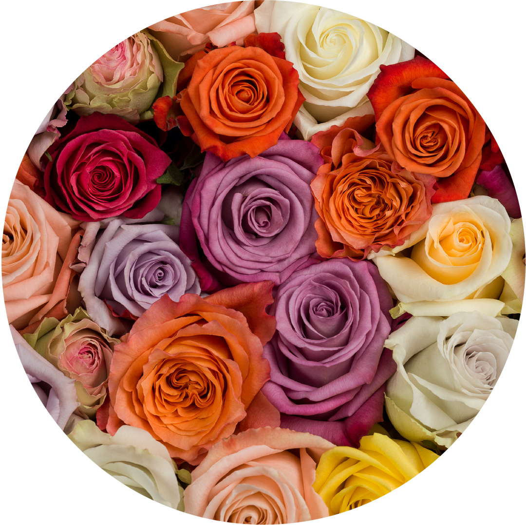 Rainbow – Rosaprima Ecuador