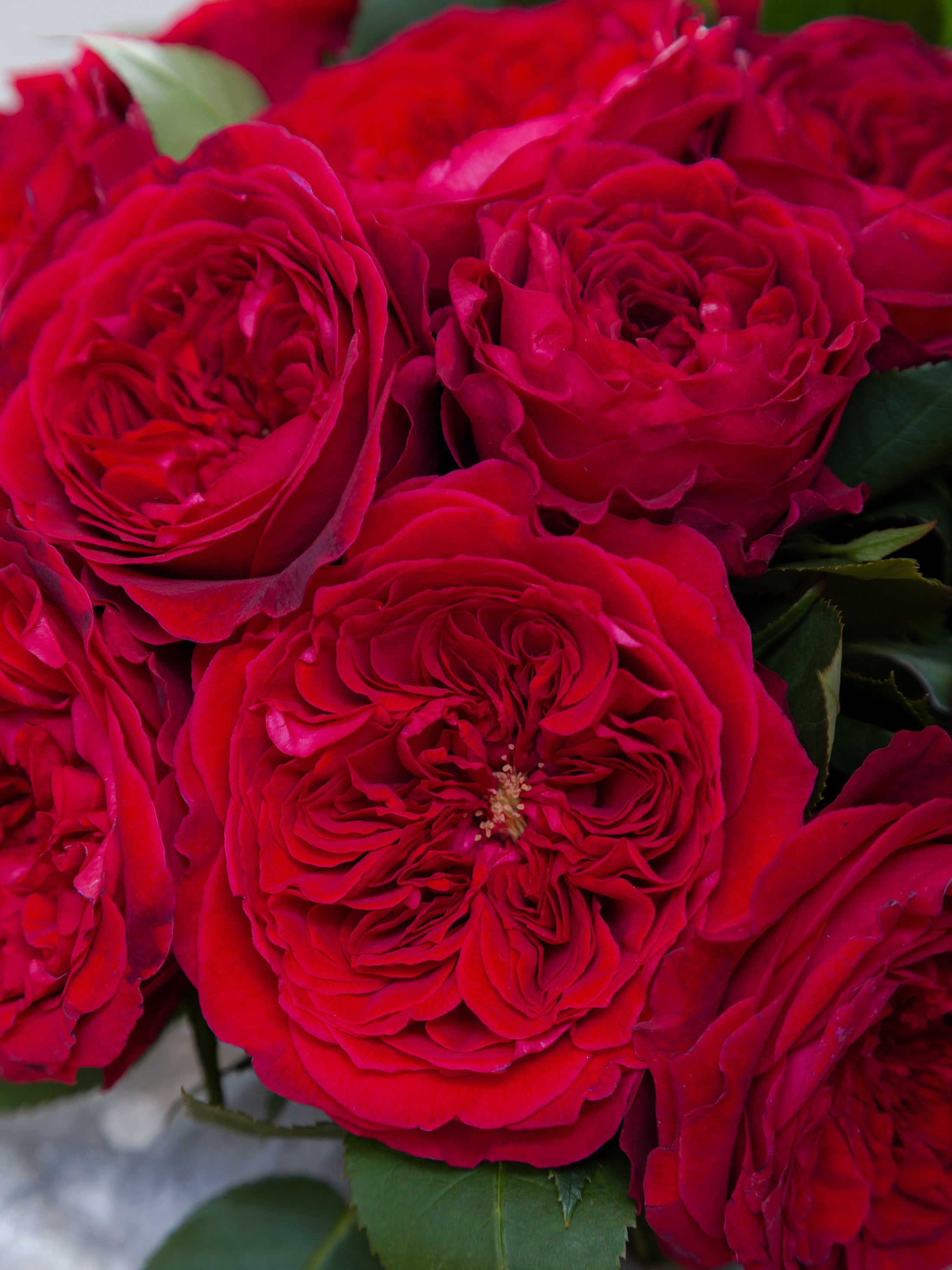 Bouquet Tess – Rosaprima Ecuador