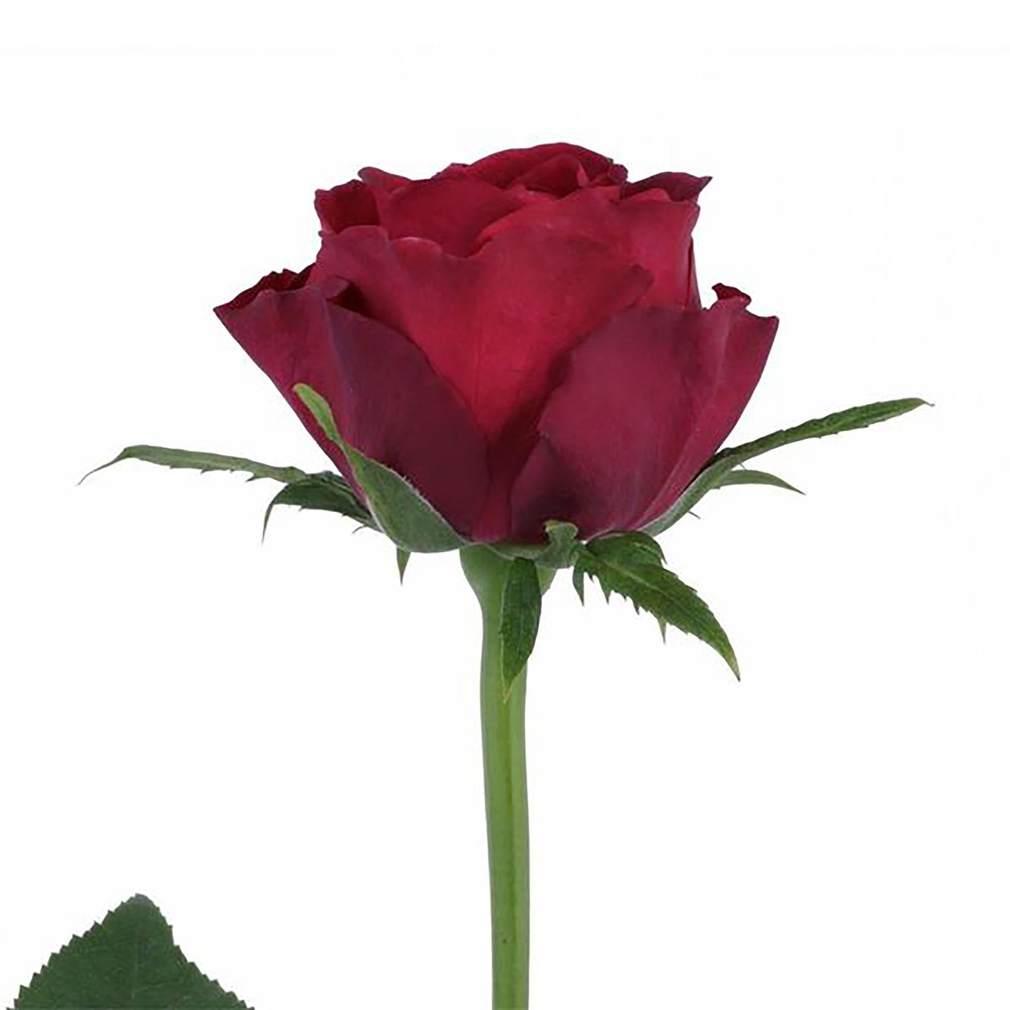 Tess Box Rosaprima – Rosaprima Ecuador